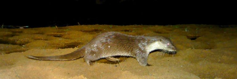Eurasian Otters - Lost and Found - Wildlife Conservation Trust