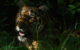 Save Our Tigers Campaign - Wildlife Conservation Trust