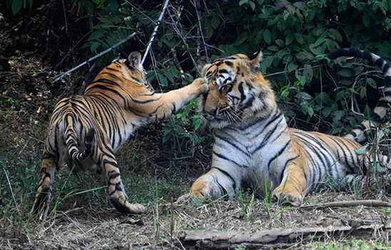 Save Our Tigers Campaign - Wildlife Conservation Trust