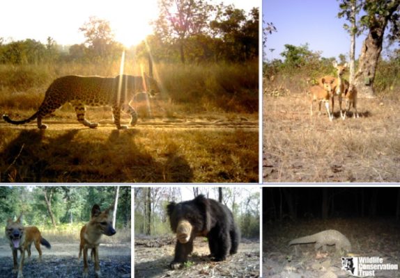 Camera Trap - Means of ‘Counting’ progress - Wildlife Conservation Trust