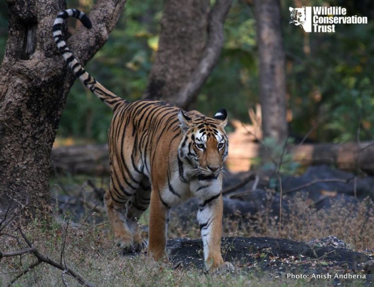 22 amazing tiger facts - LetsTalkTigers - Wildlife Conservation Trust