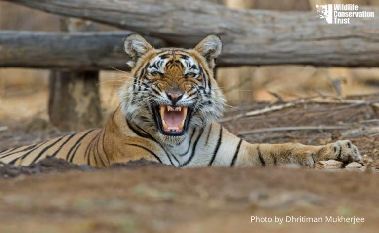 22 amazing tiger facts - LetsTalkTigers - Wildlife Conservation Trust