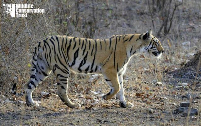 22 amazing tiger facts - LetsTalkTigers - Wildlife Conservation Trust