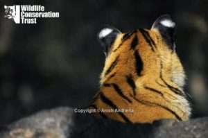 22 amazing tiger facts - LetsTalkTigers - Wildlife Conservation Trust