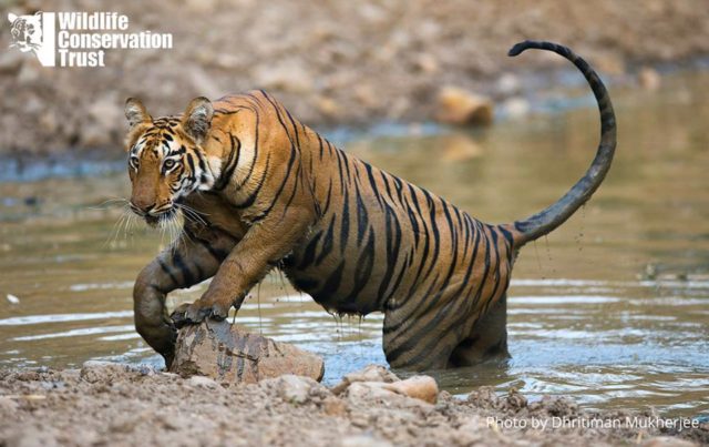 22 amazing tiger facts - LetsTalkTigers - Wildlife Conservation Trust