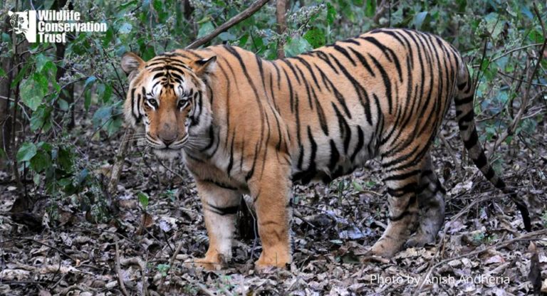 22 amazing tiger facts - LetsTalkTigers - Wildlife Conservation Trust