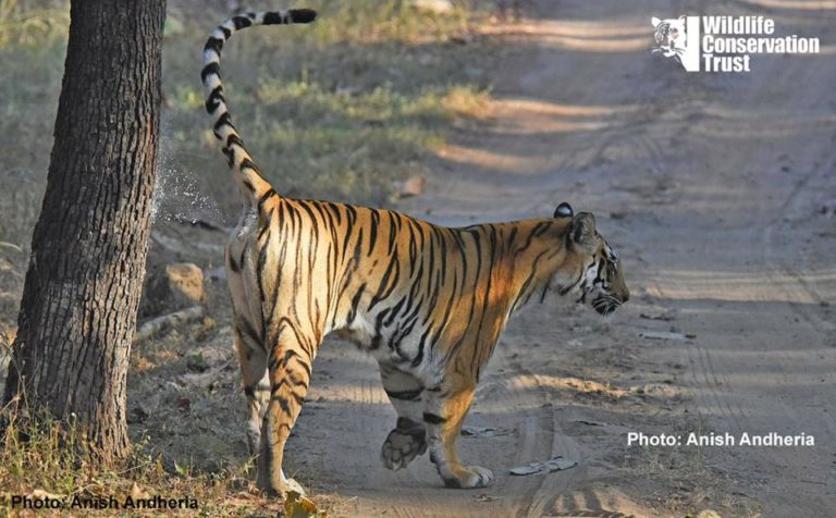22 amazing tiger facts - LetsTalkTigers - Wildlife Conservation Trust