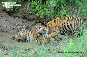 22 amazing tiger facts - LetsTalkTigers - Wildlife Conservation Trust