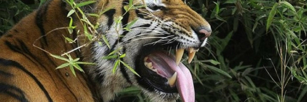 Do you know what this tigress is doing? - Wildlife Conservation Trust