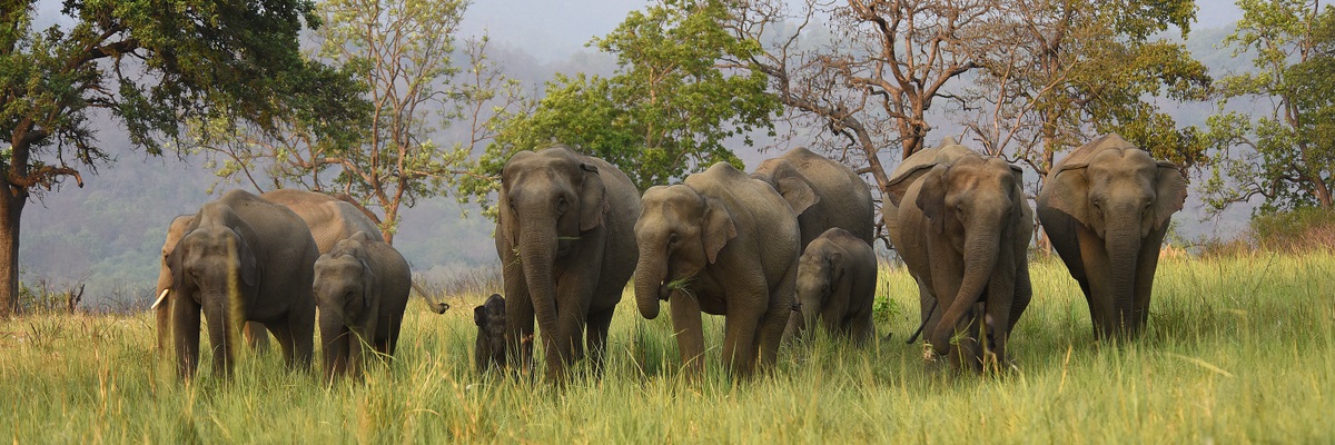 Donate - Wildlife Conservation Trust