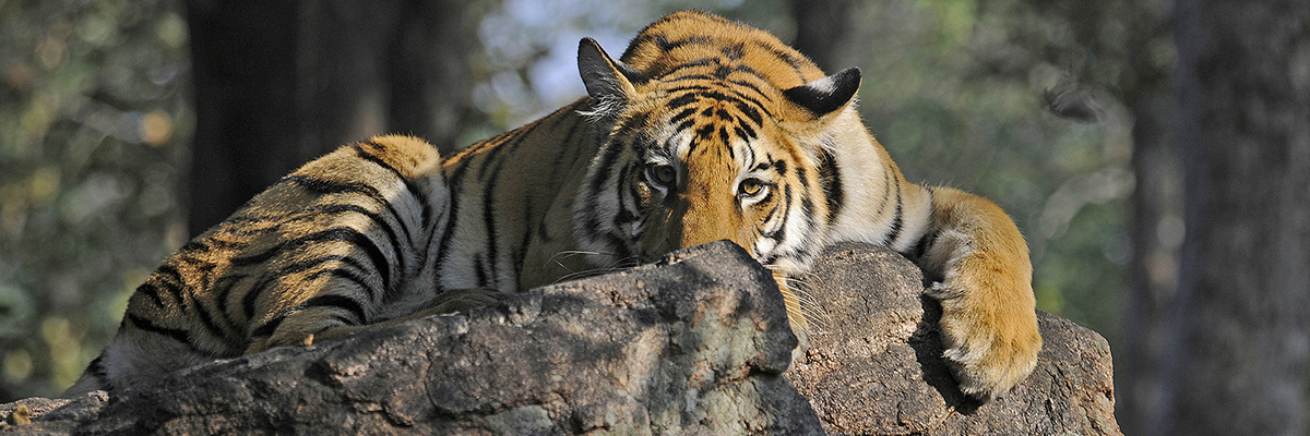 Save Our Tigers Campaign - Wildlife Conservation Trust