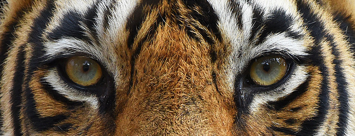 Trustees - Wildlife Conservation Trust