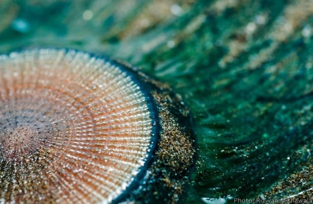 Porpita porpita – Holding a Mirror to Mankind - Wildlife Conservation Trust