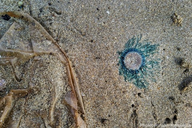 Porpita porpita – Holding a Mirror to Mankind - Wildlife Conservation Trust