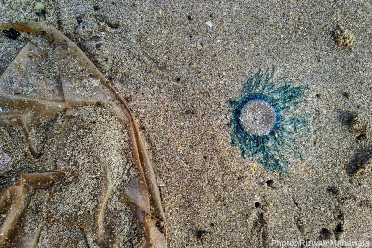 Porpita porpita – Holding a Mirror to Mankind - Wildlife Conservation Trust