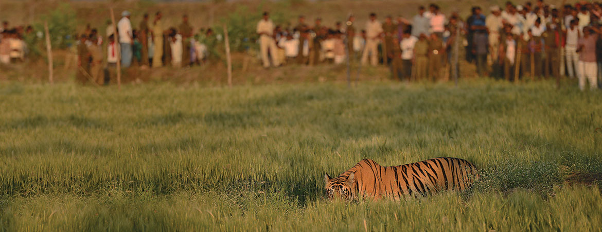 Human-Wildlife Interface Management - Wildlife Conservation Trust