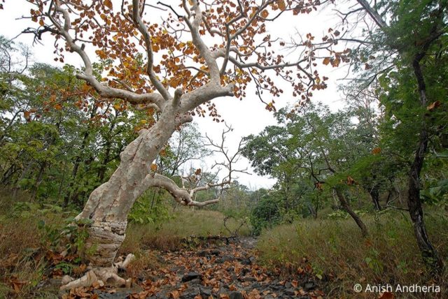 In Praise of the Ghost Tree - Wildlife Conservation Trust