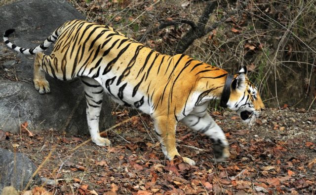 Connectivity Conservation - Wildlife Conservation Trust