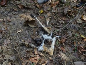 Forensics in Wildlife Crime Investigation - Wildlife Conservation Trust