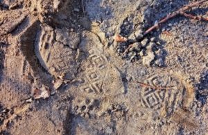 Forensics in Wildlife Crime Investigation - Wildlife Conservation Trust