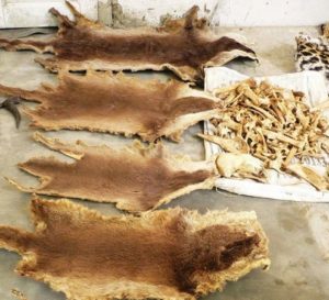 Forensics in Wildlife Crime Investigation - Wildlife Conservation Trust