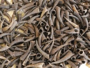 Forensics in Wildlife Crime Investigation - Wildlife Conservation Trust