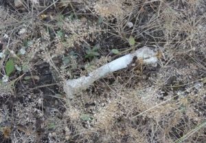 Forensics in Wildlife Crime Investigation - Wildlife Conservation Trust