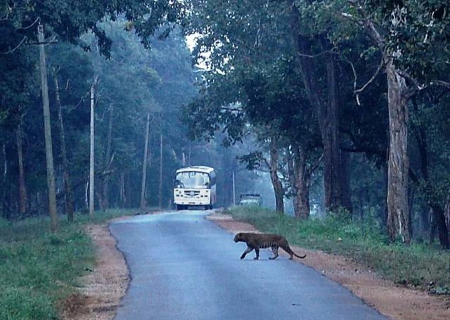 Roadkills and the Coming of Age of Citizen Science - Wildlife ...