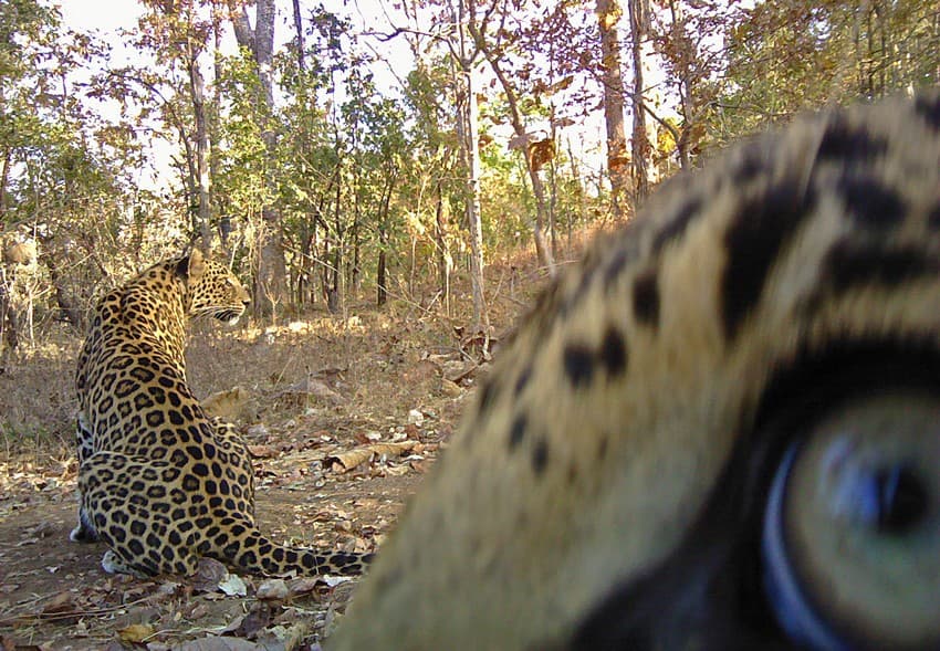 Camera Trapping Outside Protected Areas - Wildlife Conservation Trust