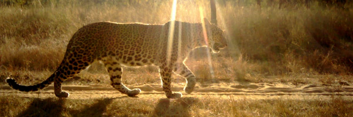 H.T. Parekh Foundation - Wildlife Conservation Trust