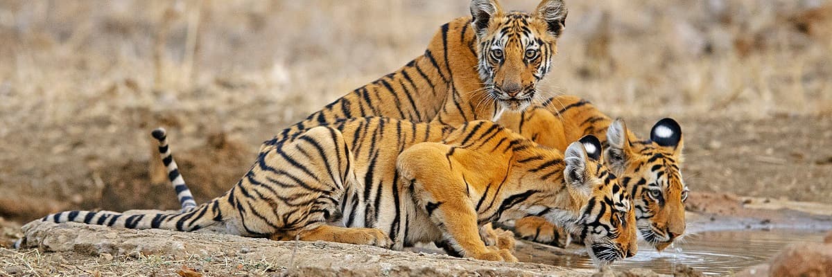 Partners - Wildlife Conservation Trust