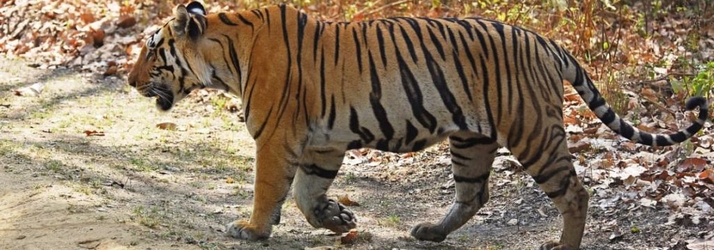 12000 Forest Officers Trained in Wildlife Law Enforcement - Wildlife ...