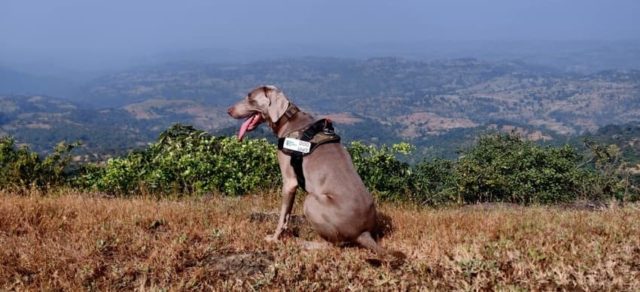 Conservation Dogs Unit - Wildlife Conservation Trust