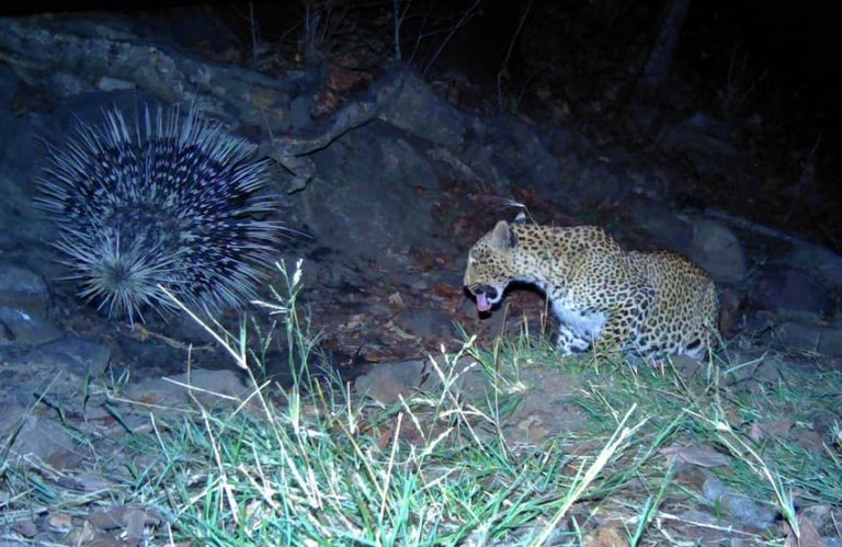 The Art of Camera Trapping for Conservation - Wildlife Conservation Trust