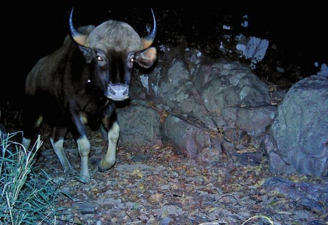 The Art of Camera Trapping for Conservation - Wildlife Conservation Trust