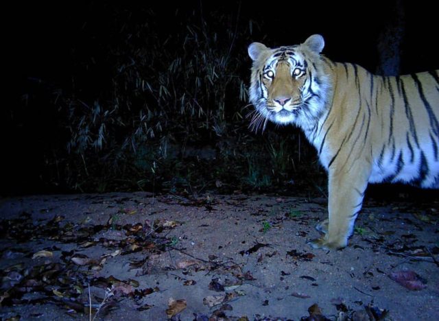 The Art of Camera Trapping for Conservation - Wildlife Conservation Trust
