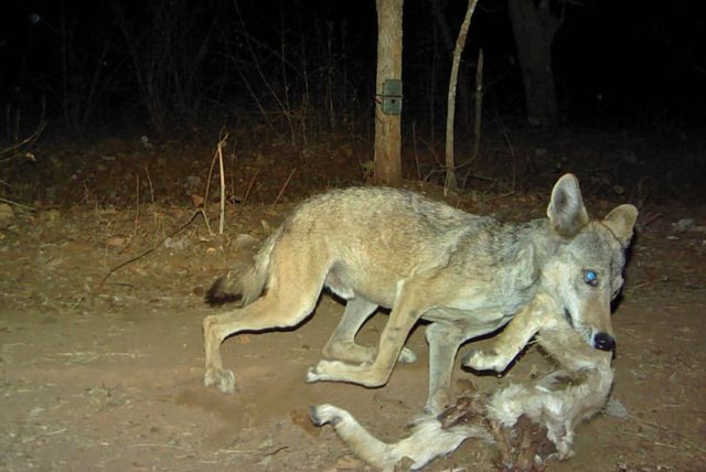 The Art of Camera Trapping for Conservation - Wildlife Conservation Trust