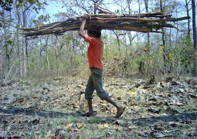 The Art of Camera Trapping for Conservation - Wildlife Conservation Trust