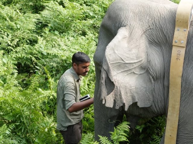 Human Elephant Conflict Mitigation - Wildlife Conservation Trust
