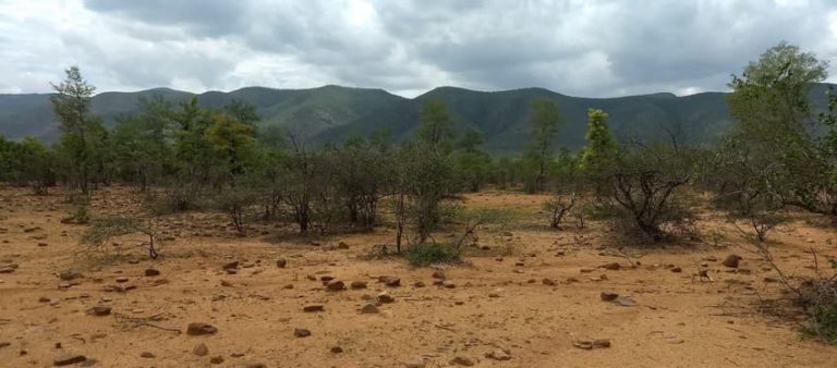 Detection of Jerdon’s courser - Wildlife Conservation Trust