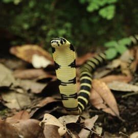 Home - Wildlife Conservation Trust