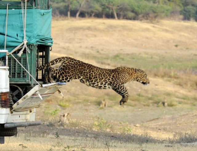 Between Rock and a Hard Place - Wildlife Conservation Trust