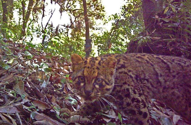 Facilitating wild felid conservation - Wildlife Conservation Trust