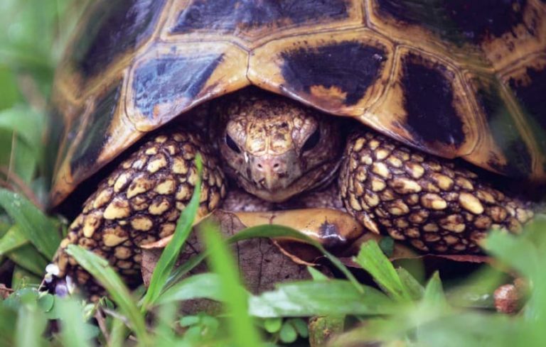 Creatures Great And Small - Wildlife Conservation Trust