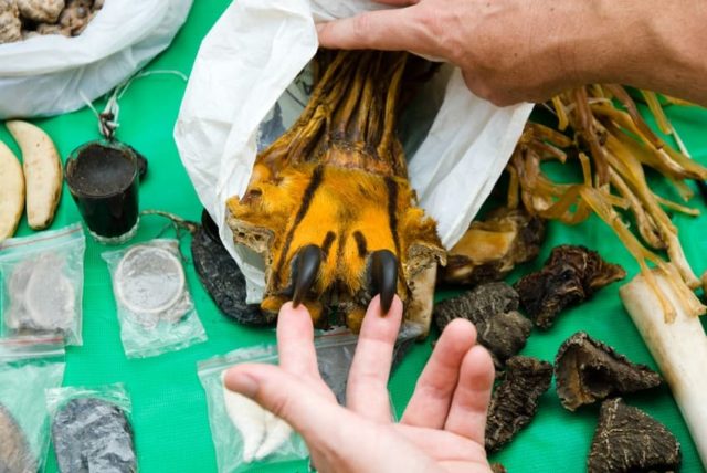 Forensics Vs. Wildlife Crime: On A War Footing - Wildlife Conservation ...