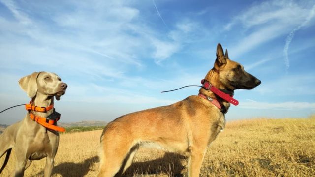 Conservation Dogs - Wildlife Conservation Trust