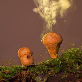 Home - Wildlife Conservation Trust