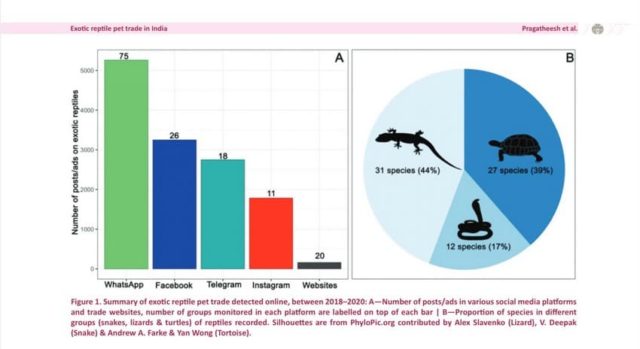 India’s Burning Exotic Pet Trade Crisis - Wildlife Conservation Trust