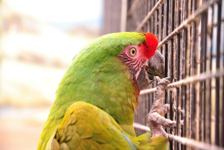 India’s Burning Exotic Pet Trade Crisis - Wildlife Conservation Trust