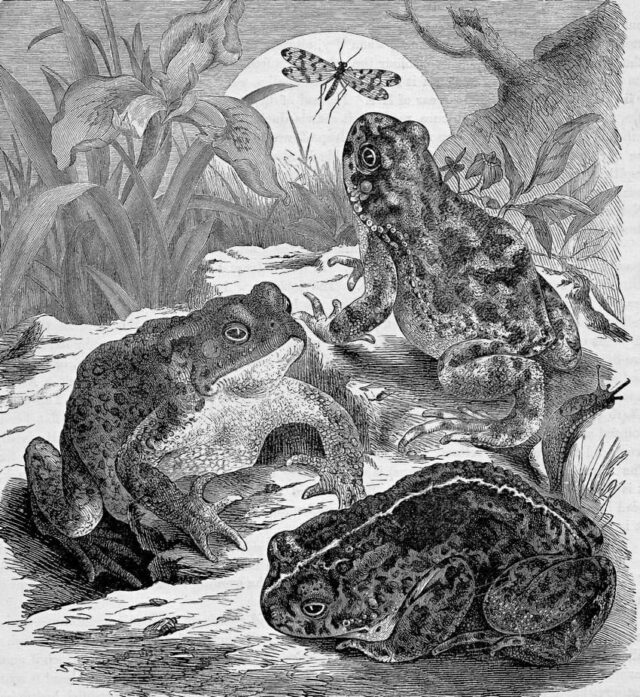 Making Dangerous Aliens Out of Earthlings - Wildlife Conservation Trust